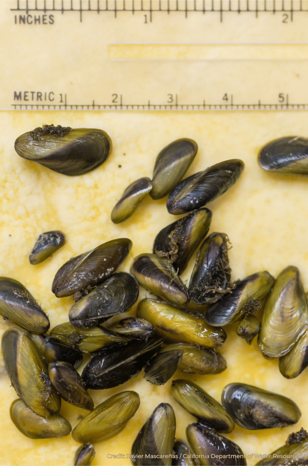 Golden Mussels | Tahoe Boat Inspections